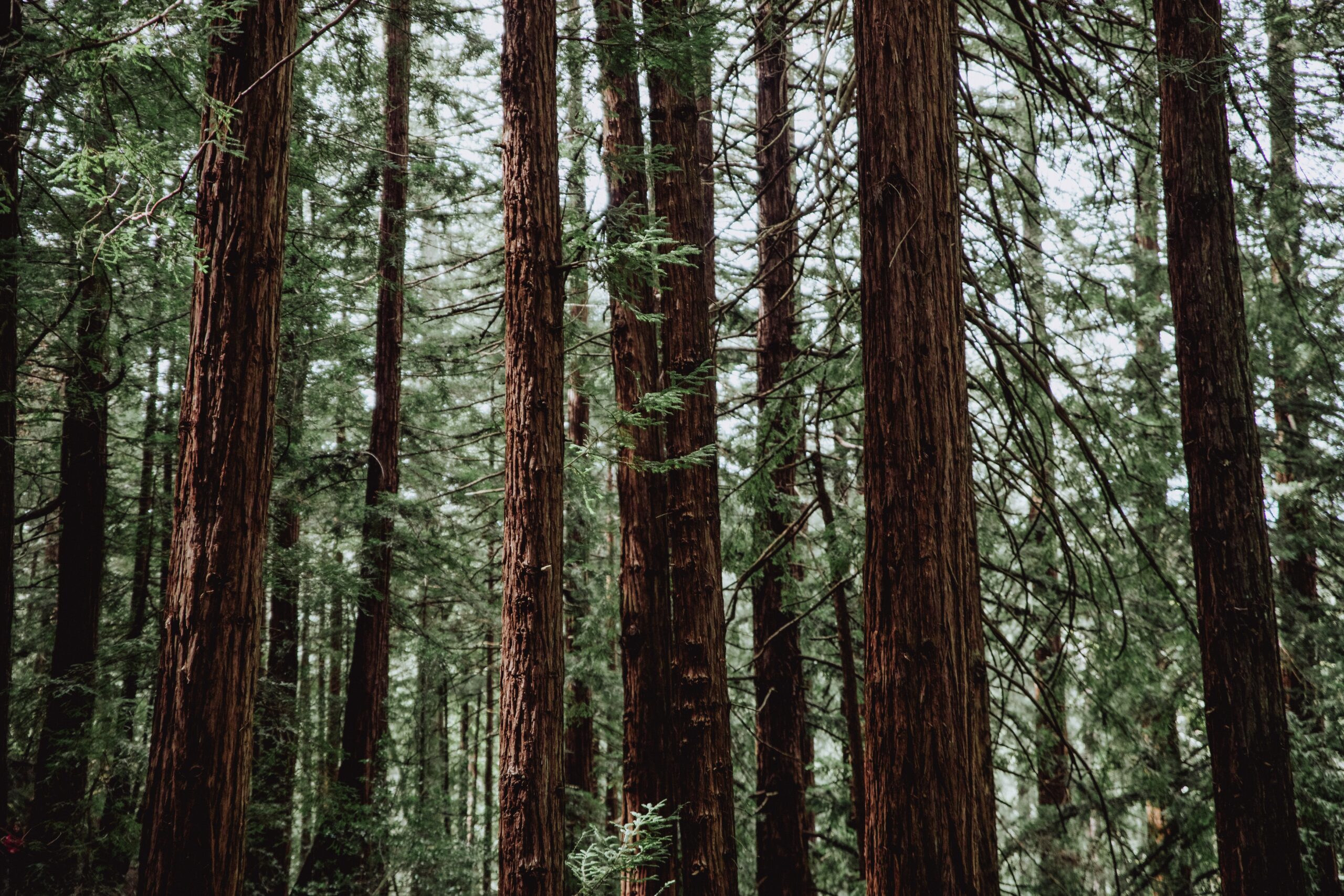 These trees are the tallest beings in the world - Fact Brainiac